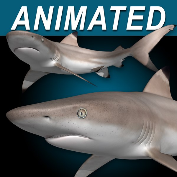 Shark 3D Models for Download | TurboSquid
