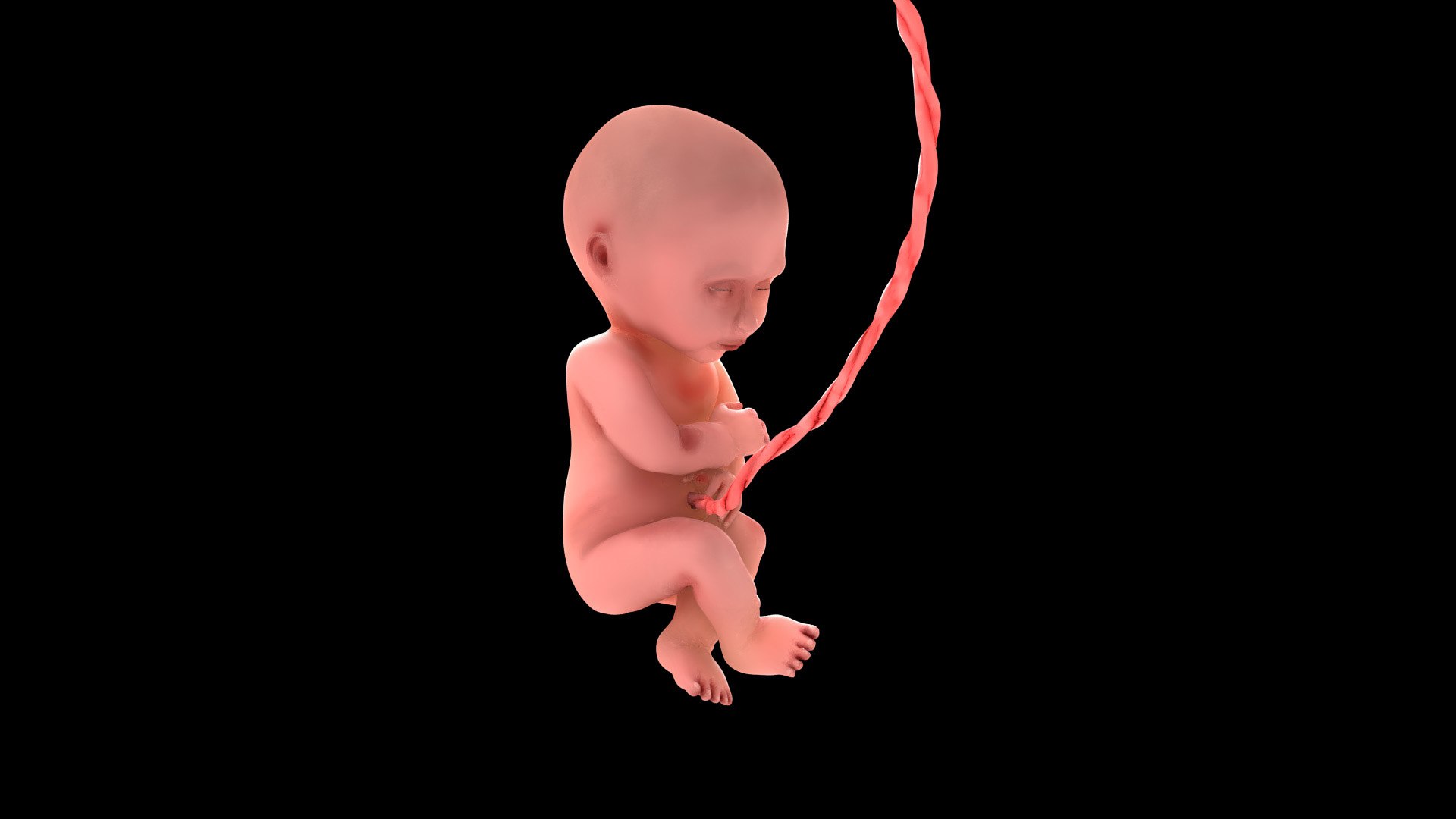 24 Weeks Human Fetus Model - TurboSquid 2036311