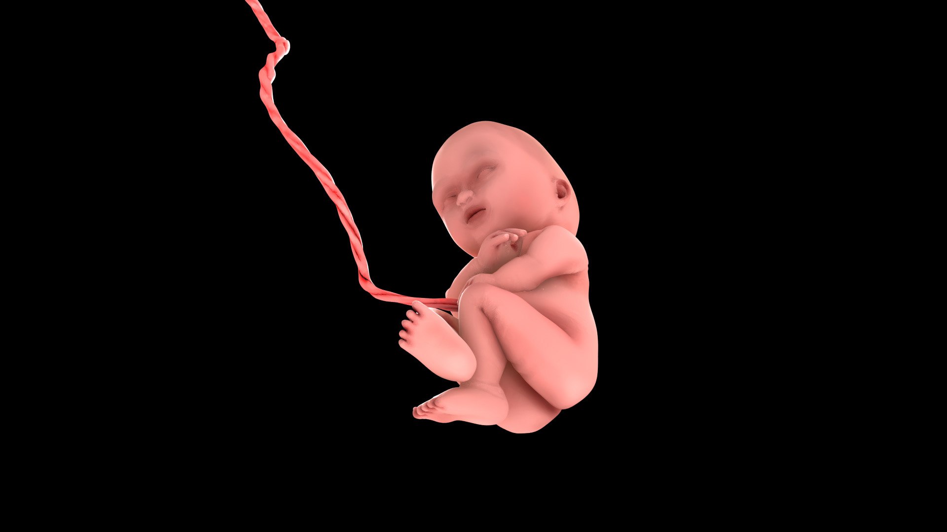 24 Weeks Human Fetus Model - TurboSquid 2036311