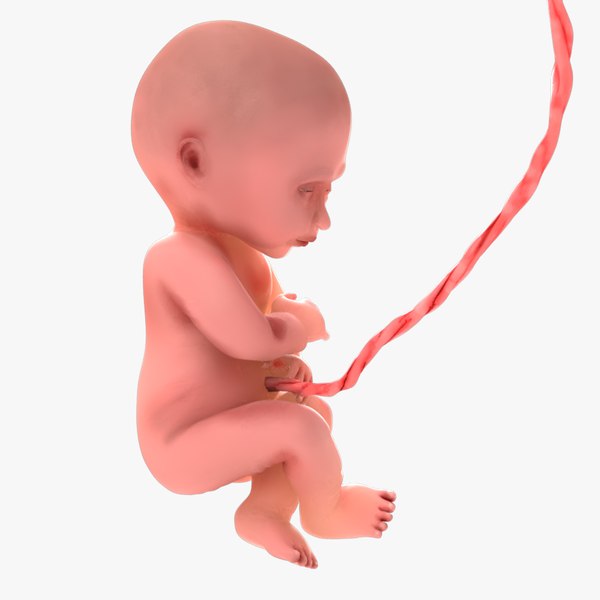 modelo 3d Feto humano de 24 semanas - TurboSquid 2036311