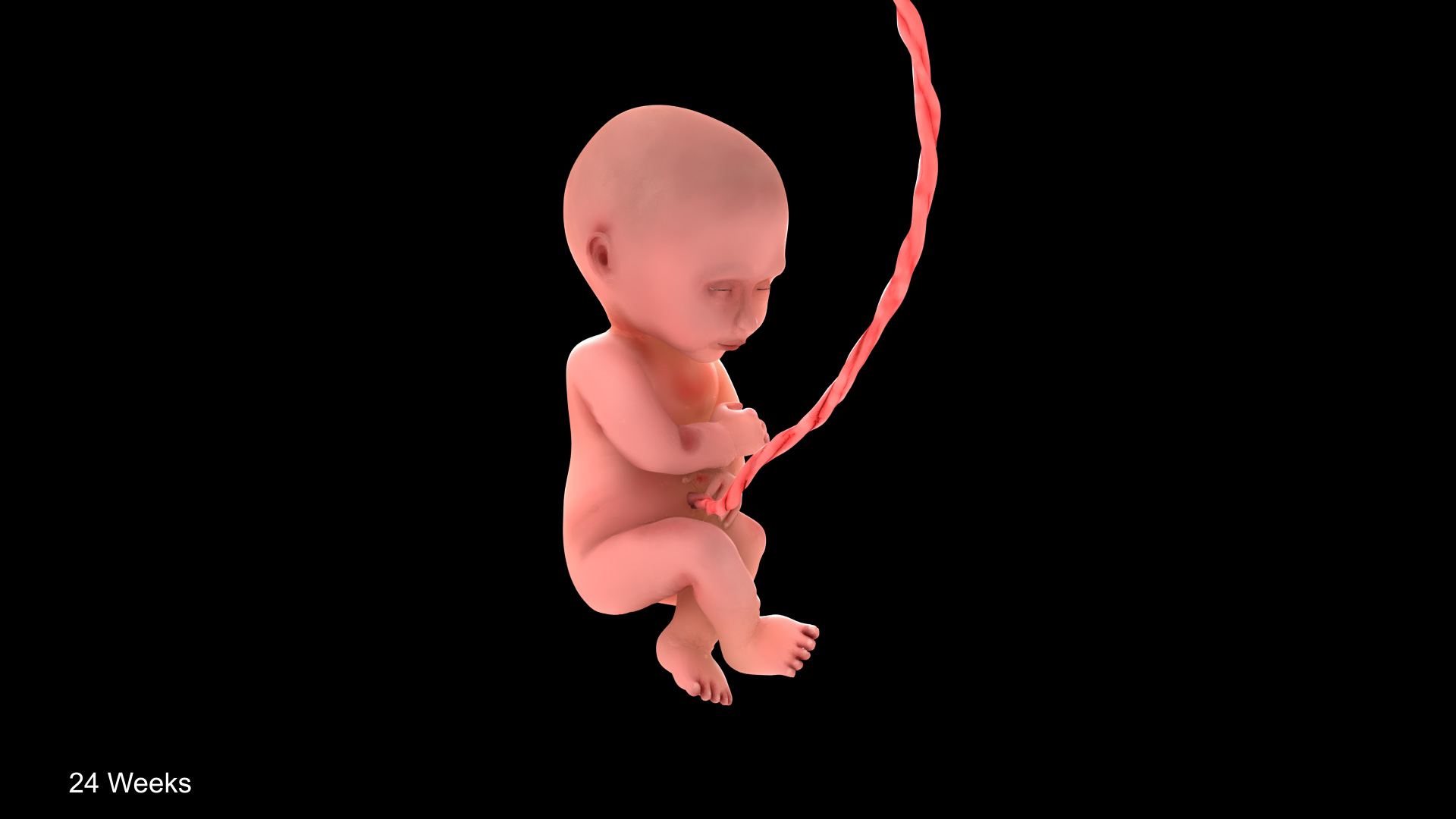 24 Weeks Human Fetus Model - TurboSquid 2036311