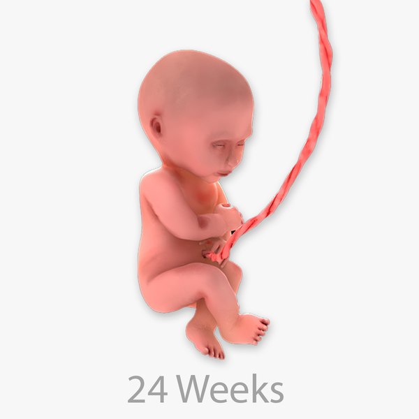 24 Weeks Human Fetus model - TurboSquid 2036311