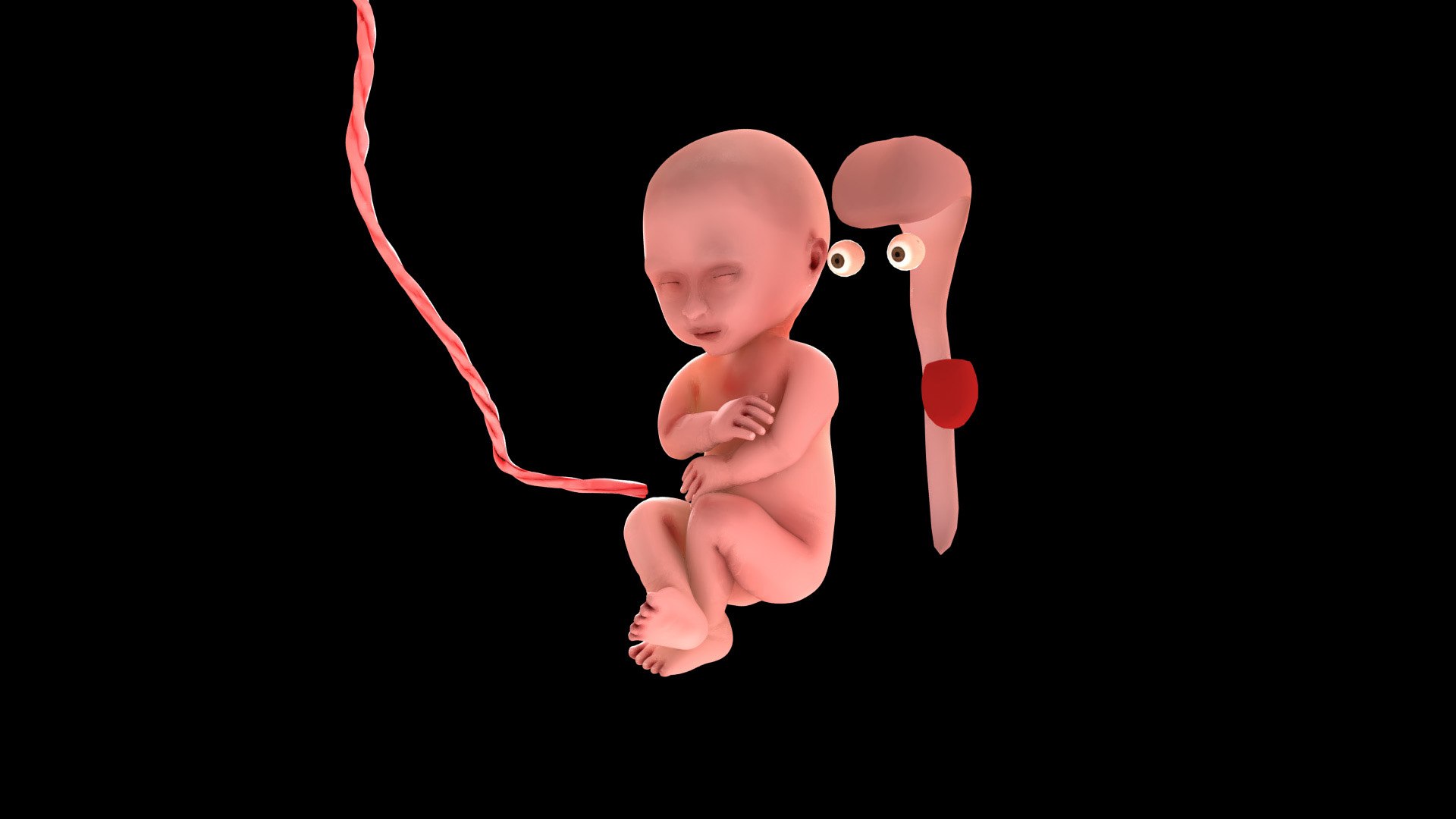 24 Weeks Human Fetus Model - TurboSquid 2036311