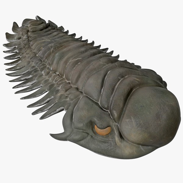 Trilobite 3D Models for Download | TurboSquid