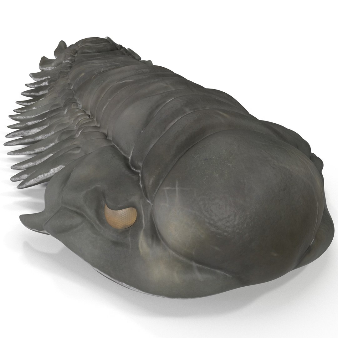 trilobite fossil 2 3ds