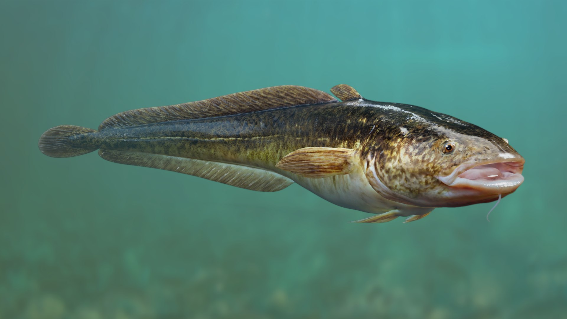 Burbot Animated Model - TurboSquid 2373788