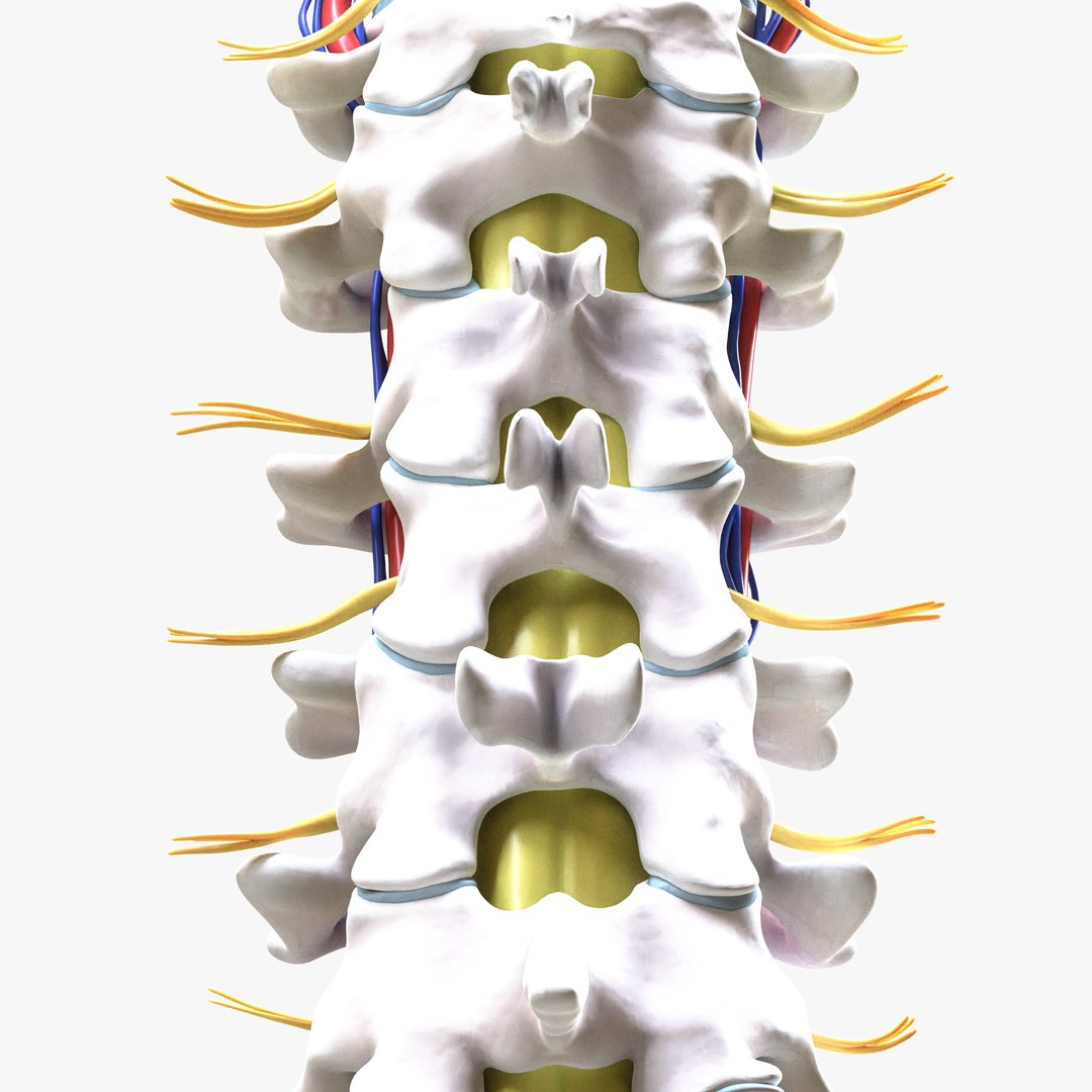 3D Cervical Spine Vertebrae Nerve - TurboSquid 2110919