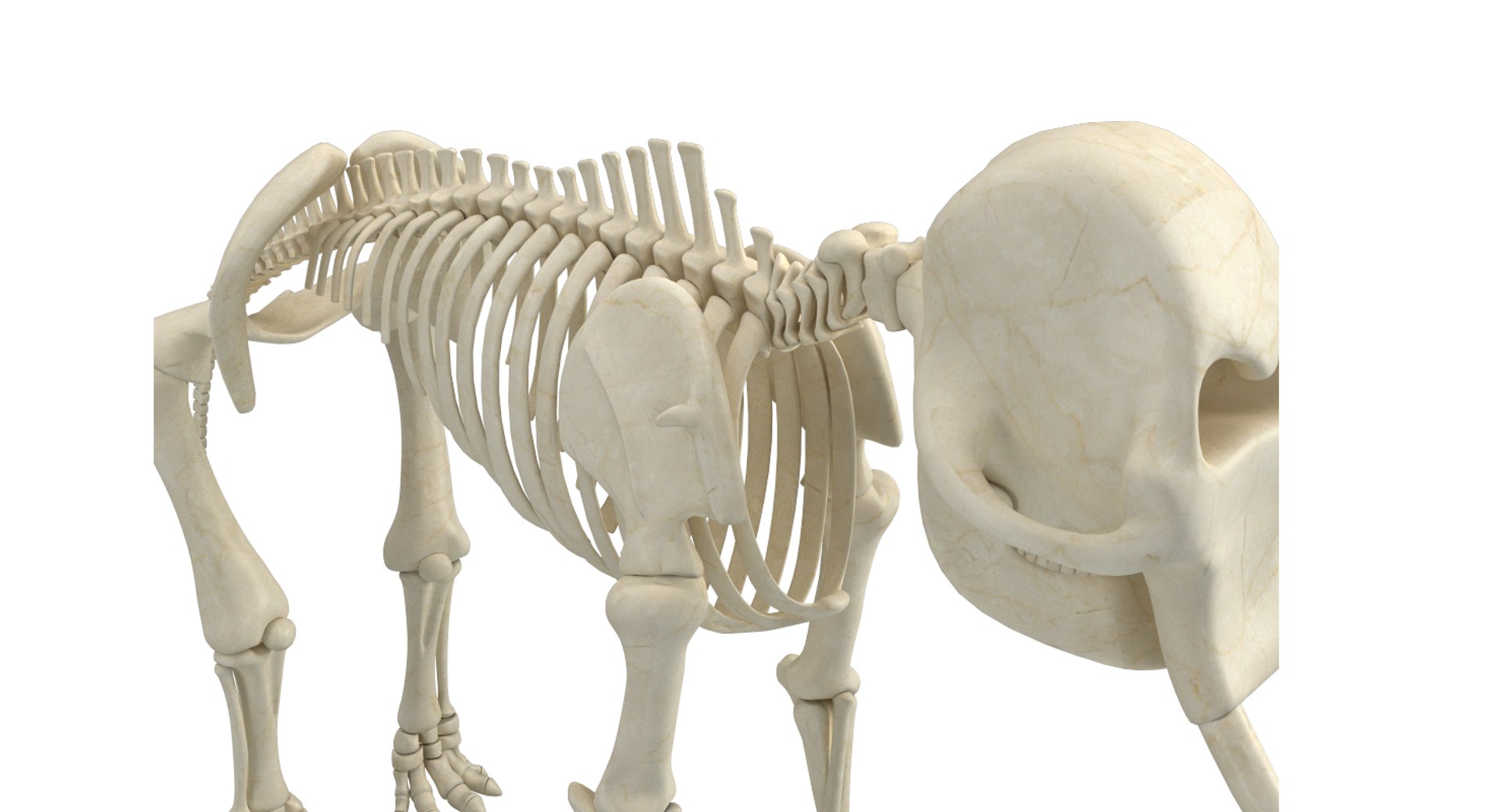3D model elephant skeleton - TurboSquid 1278714