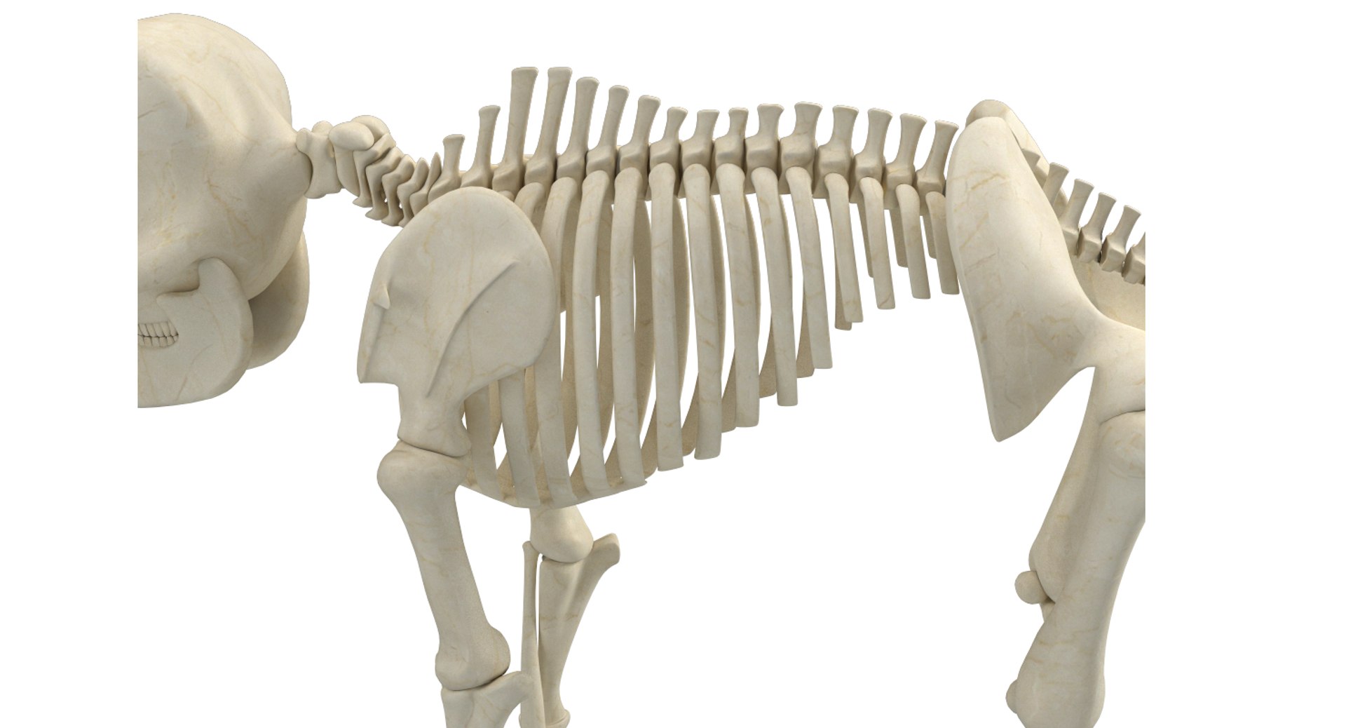 3D Model Elephant Skeleton - TurboSquid 1278714
