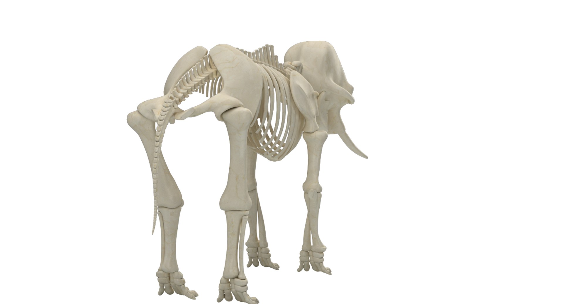 3D Model Elephant Skeleton - TurboSquid 1278714