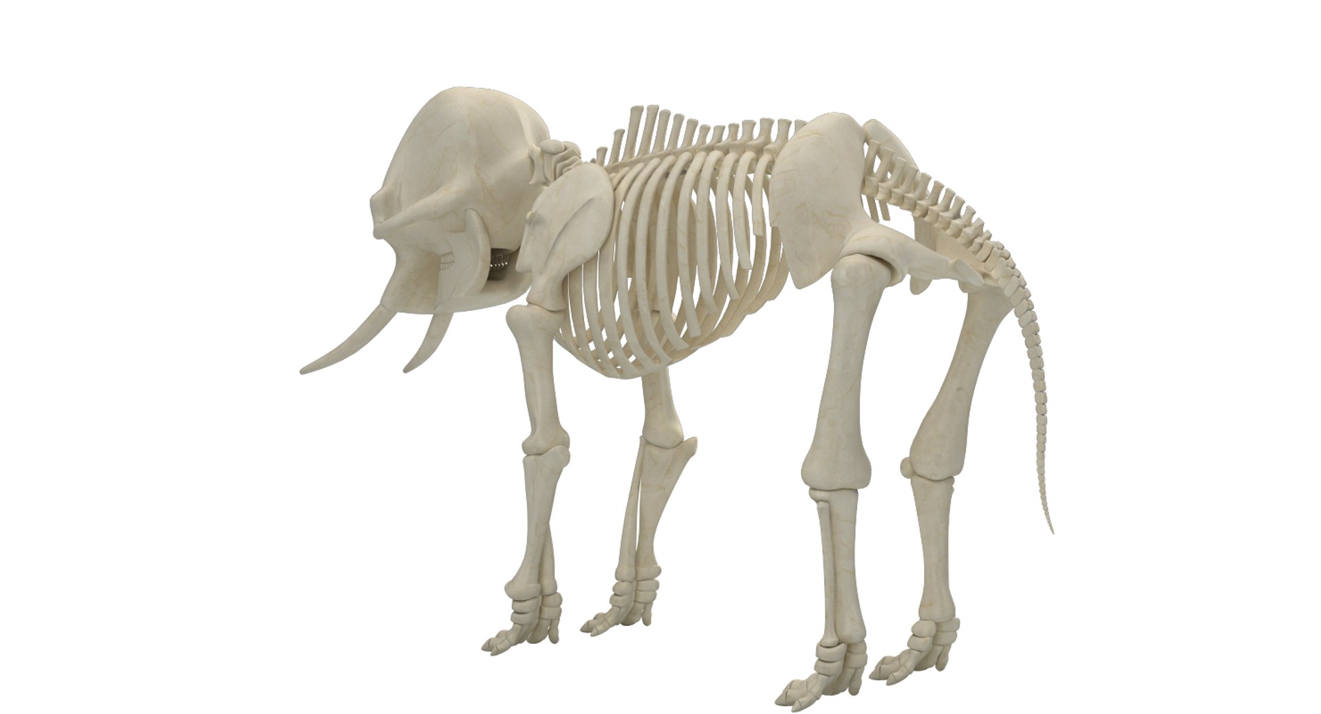 3D Model Elephant Skeleton - TurboSquid 1278714