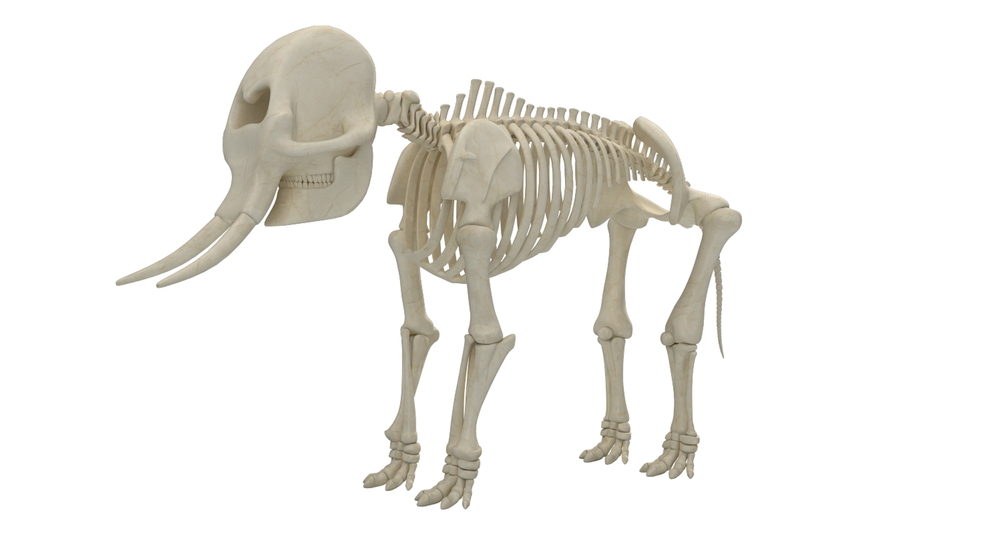 3D Model Elephant Skeleton - TurboSquid 1278714