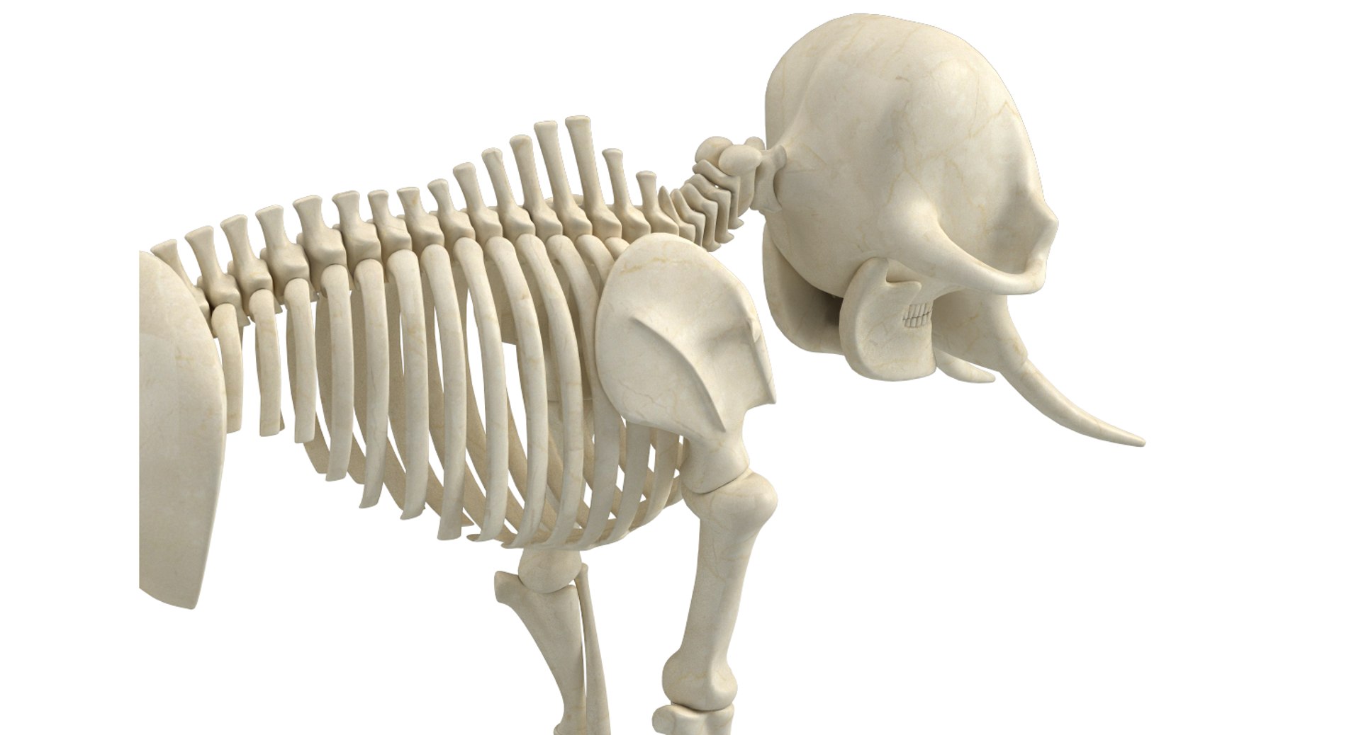 3D model elephant skeleton - TurboSquid 1278714