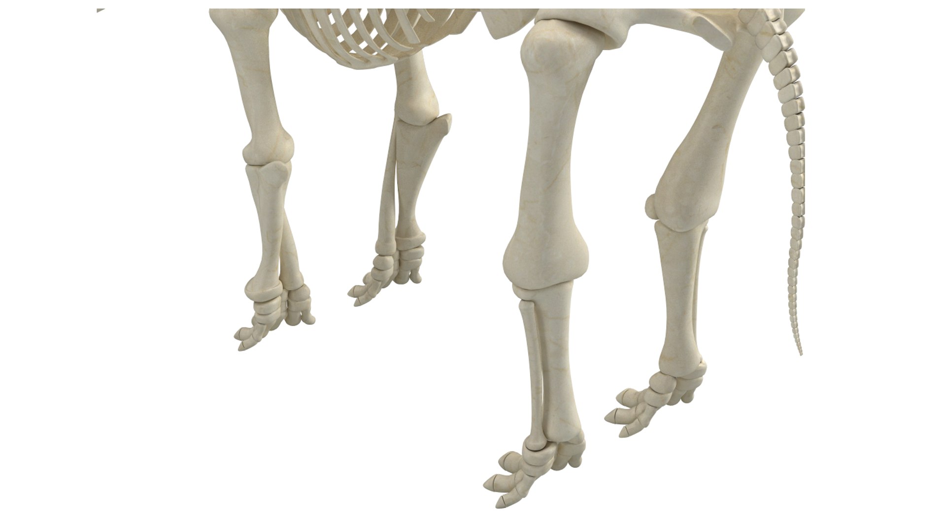 3D model elephant skeleton - TurboSquid 1278714