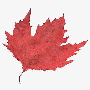 Leaf Blender Models for Download | TurboSquid