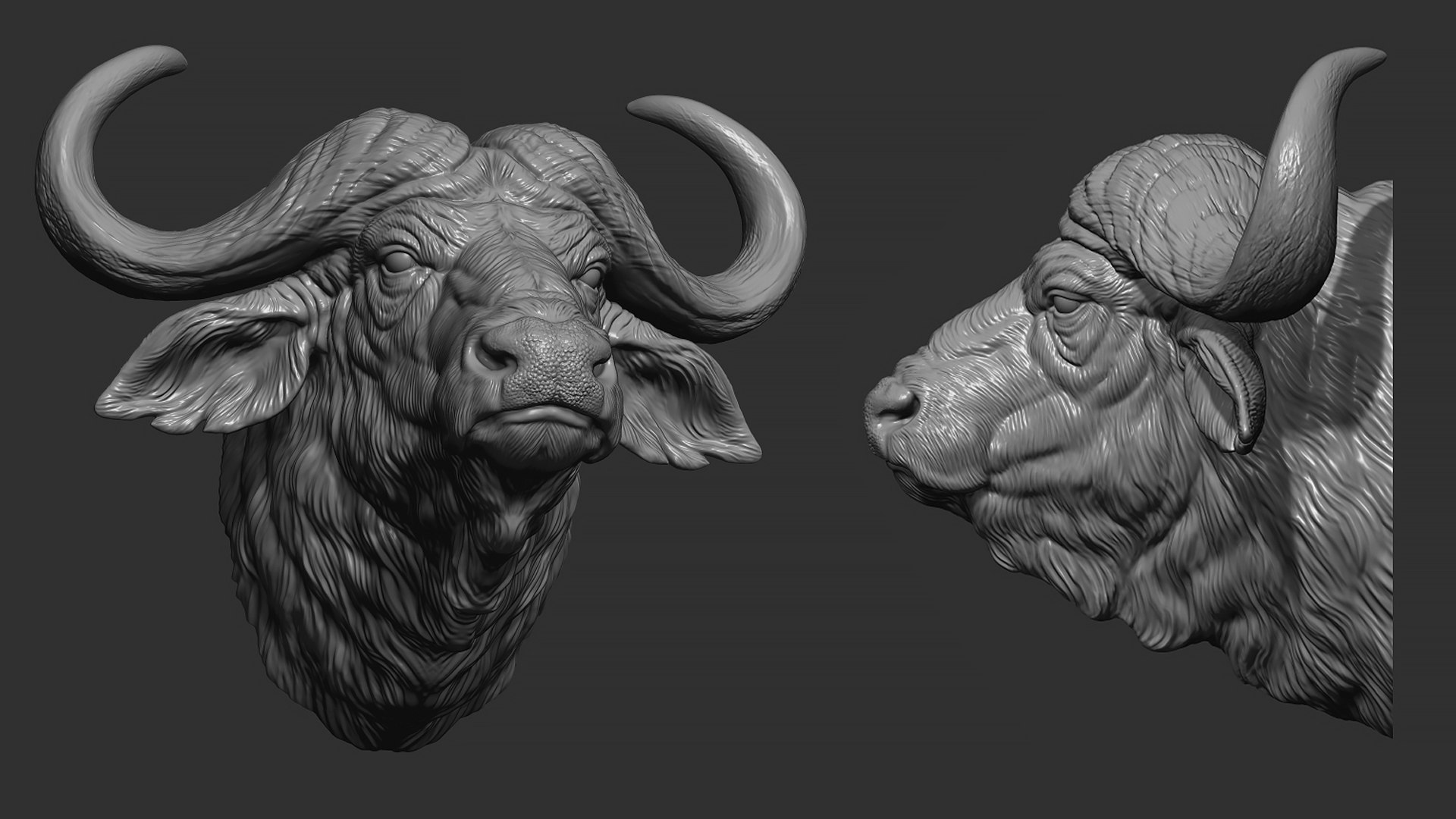 Buffalo Shaggy Head 3D Model - TurboSquid 2041990