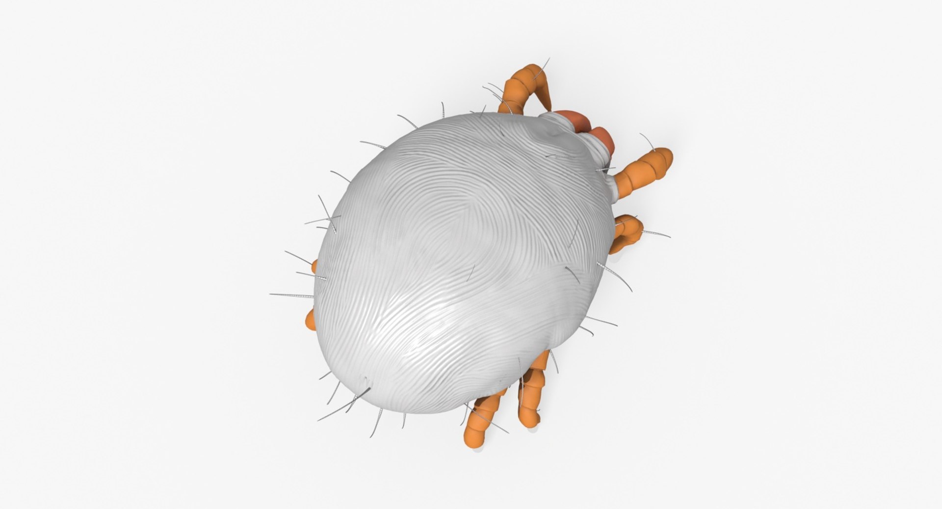 Dust mite 3D model - TurboSquid 1354636
