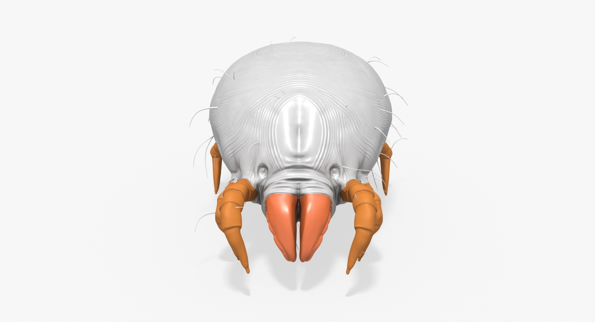 Dust mite 3D model - TurboSquid 1354636