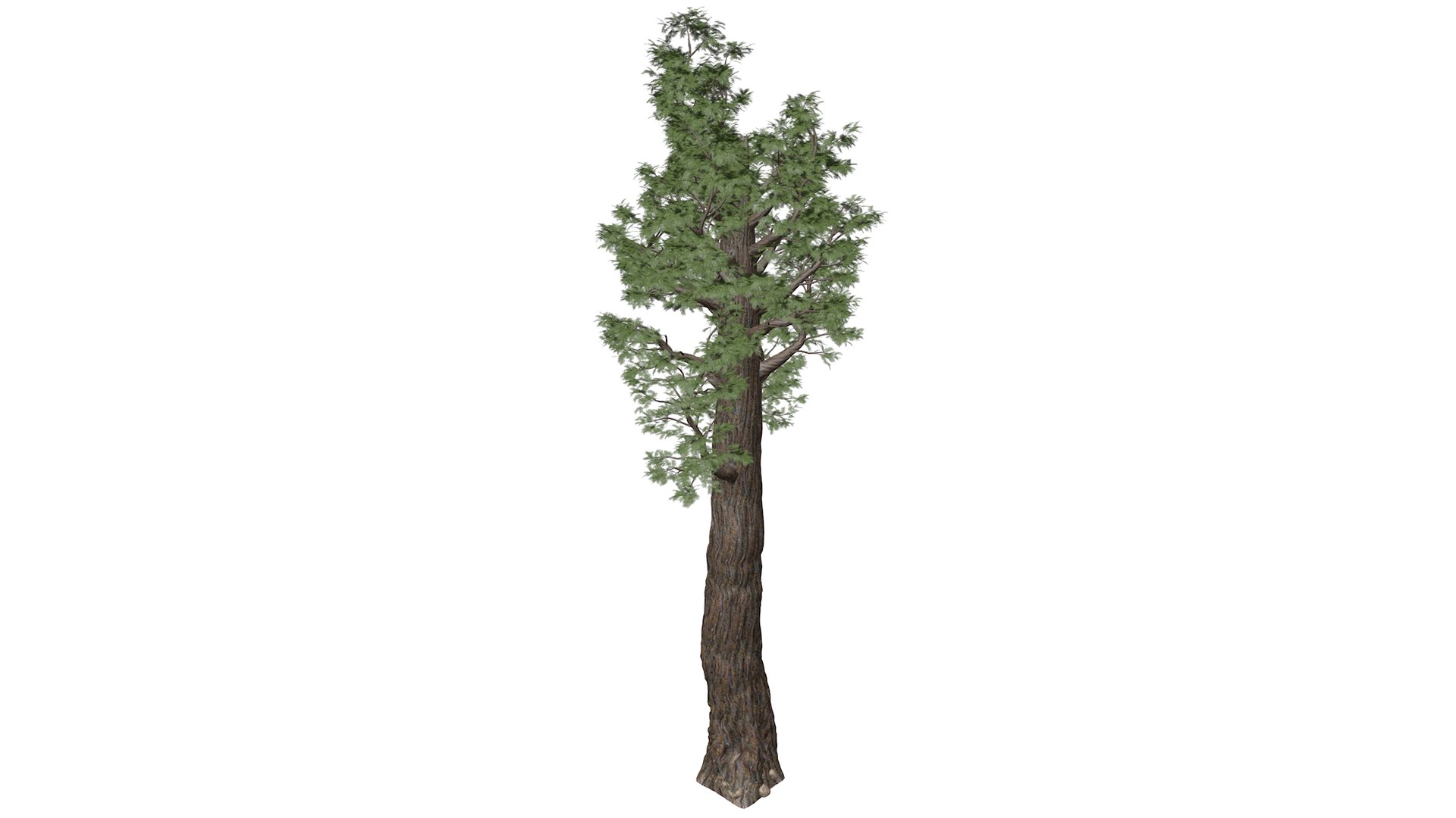 3D Giant Redwood Sequoia Tree - 10 - - TurboSquid 2373515
