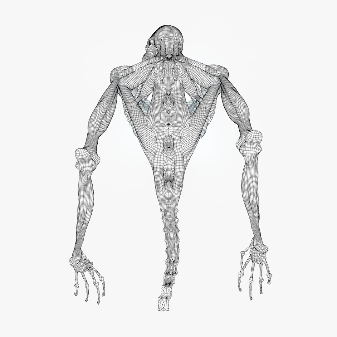 3d Model Rigged