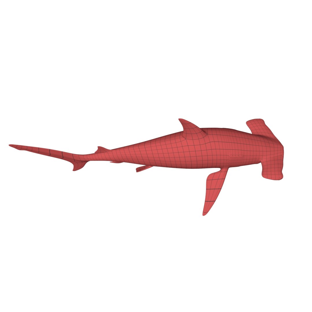 3d model base mesh hammerhead shark