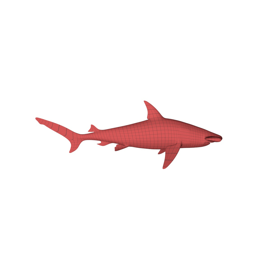 3d model base mesh hammerhead shark