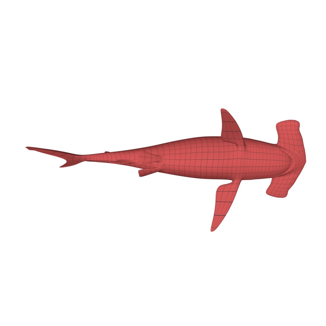 3d model base mesh hammerhead shark