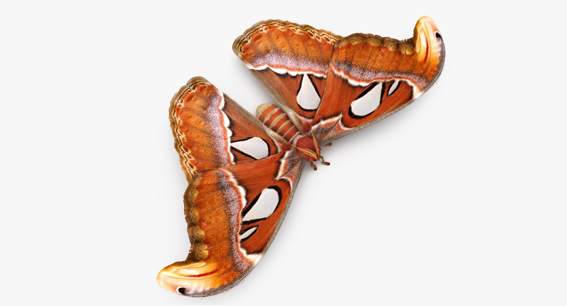 3D Model Attacus Atlas Moth Sitting - TurboSquid 1192519
