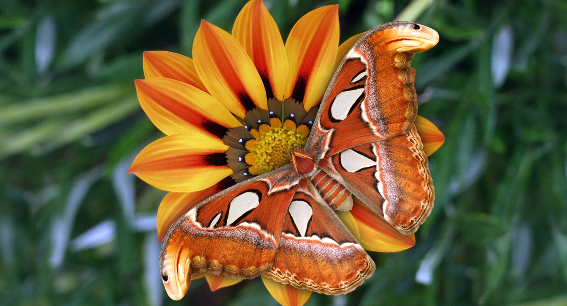 3D Model Attacus Atlas Moth Sitting - TurboSquid 1192519