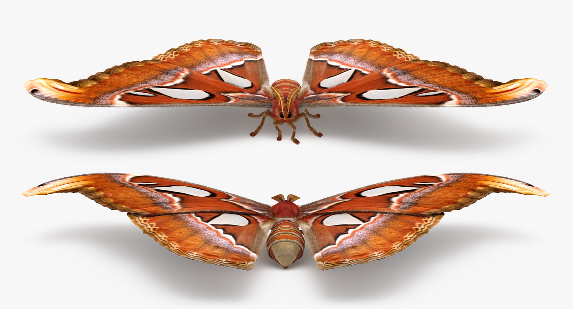 3D Model Attacus Atlas Moth Sitting - TurboSquid 1192519