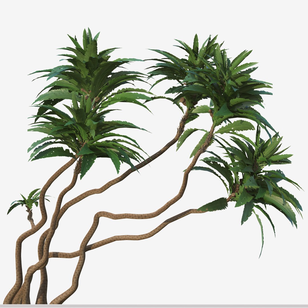 3D Model Set Of Ficus Pseudopalma Or Philippine Fig Tree - TurboSquid ...