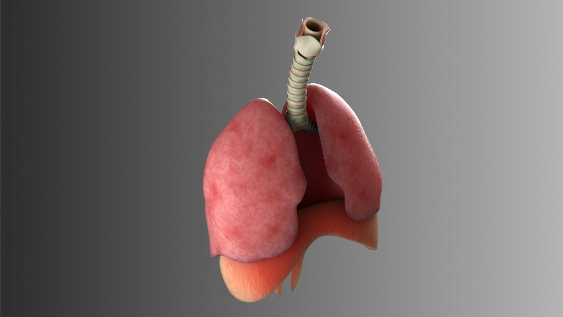 3D Lungs Bronchus - TurboSquid 1414050