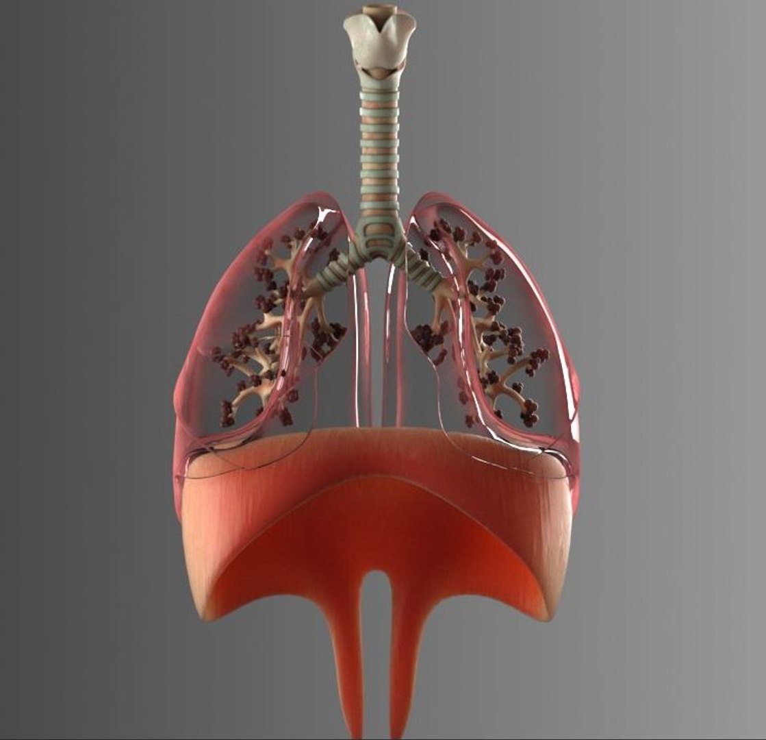 3D lungs bronchus - TurboSquid 1414050