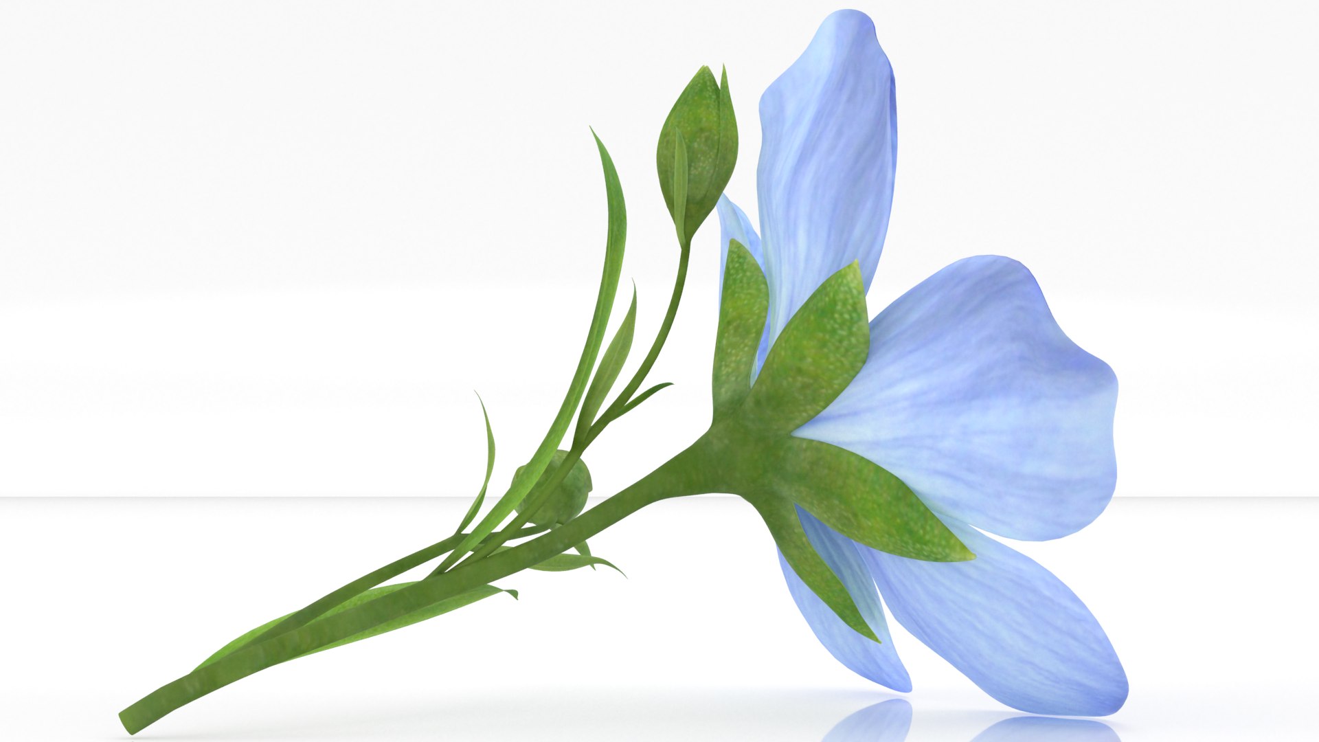 3D Linum Flower Flax Plant Model - TurboSquid 1668137