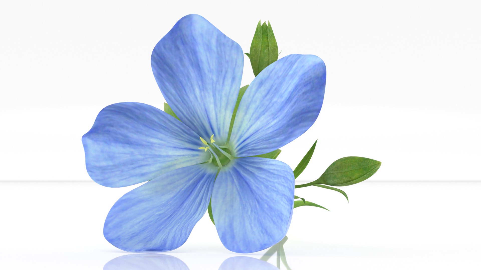 3D Linum Flower Flax Plant Model - TurboSquid 1668137