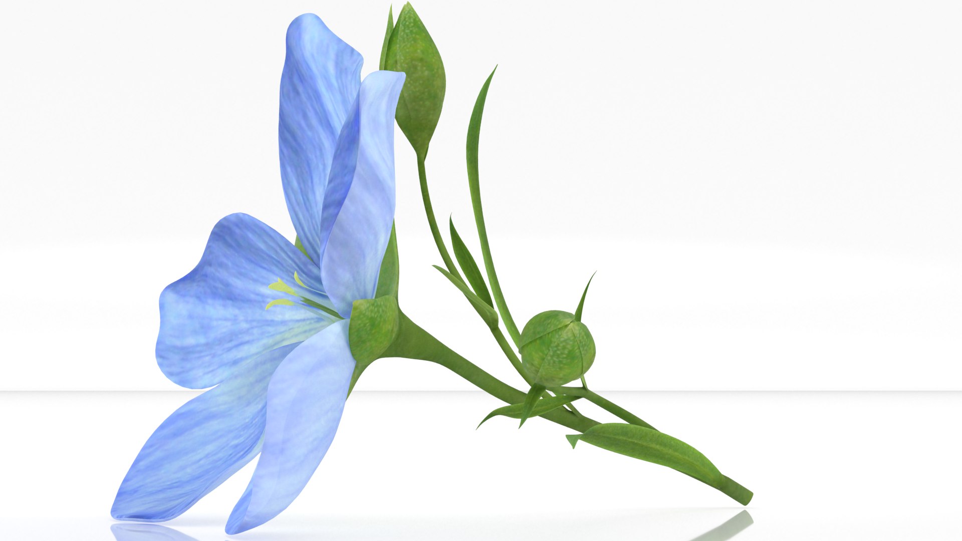 3D Linum Flower Flax Plant Model - TurboSquid 1668137