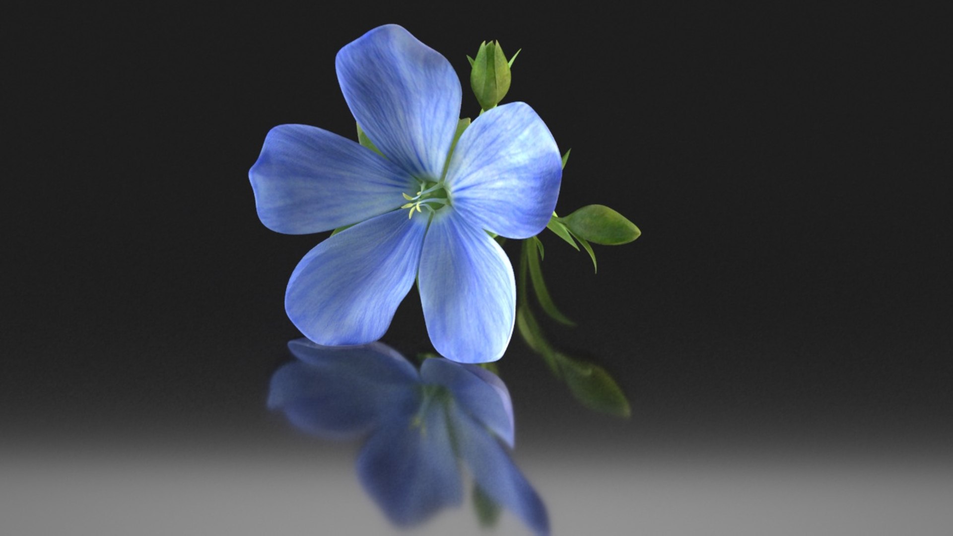 3D Linum Flower Flax Plant Model - TurboSquid 1668137