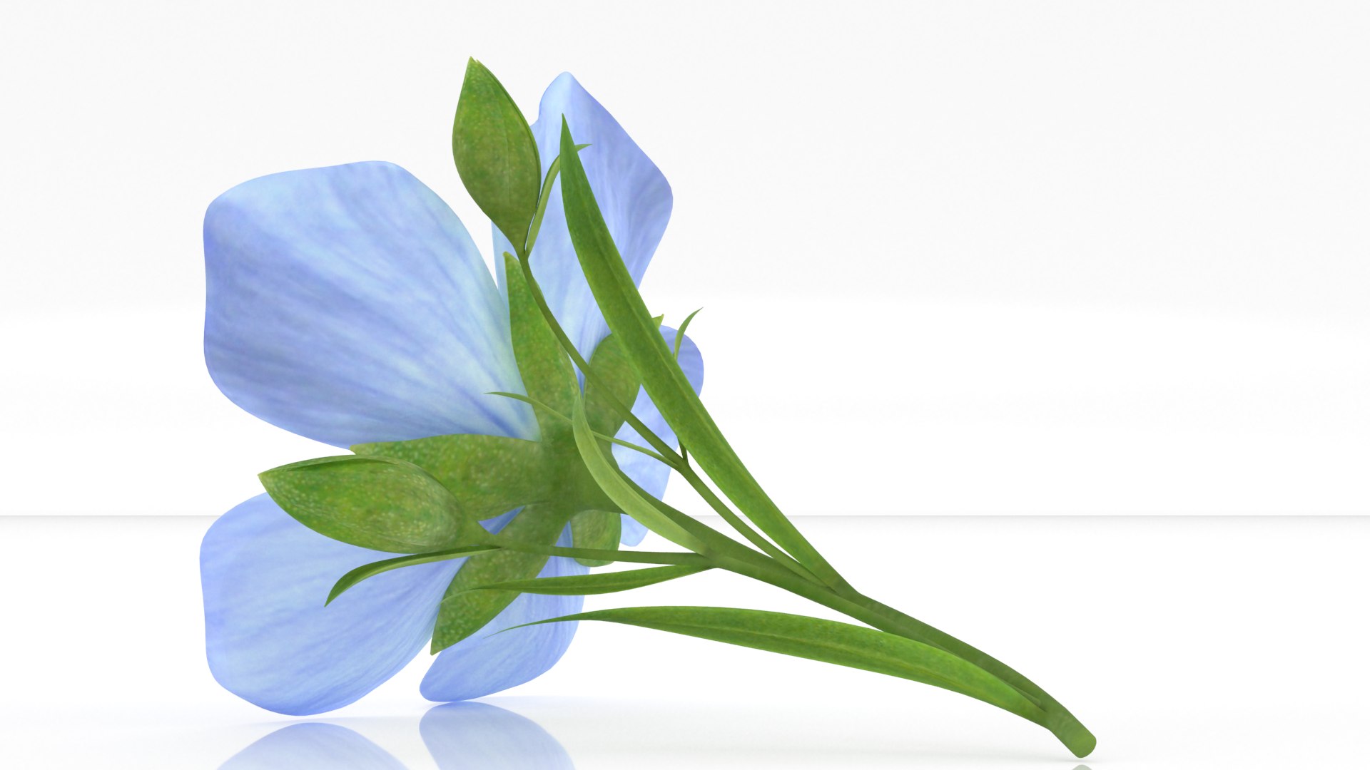 3D Linum Flower Flax Plant Model - TurboSquid 1668137