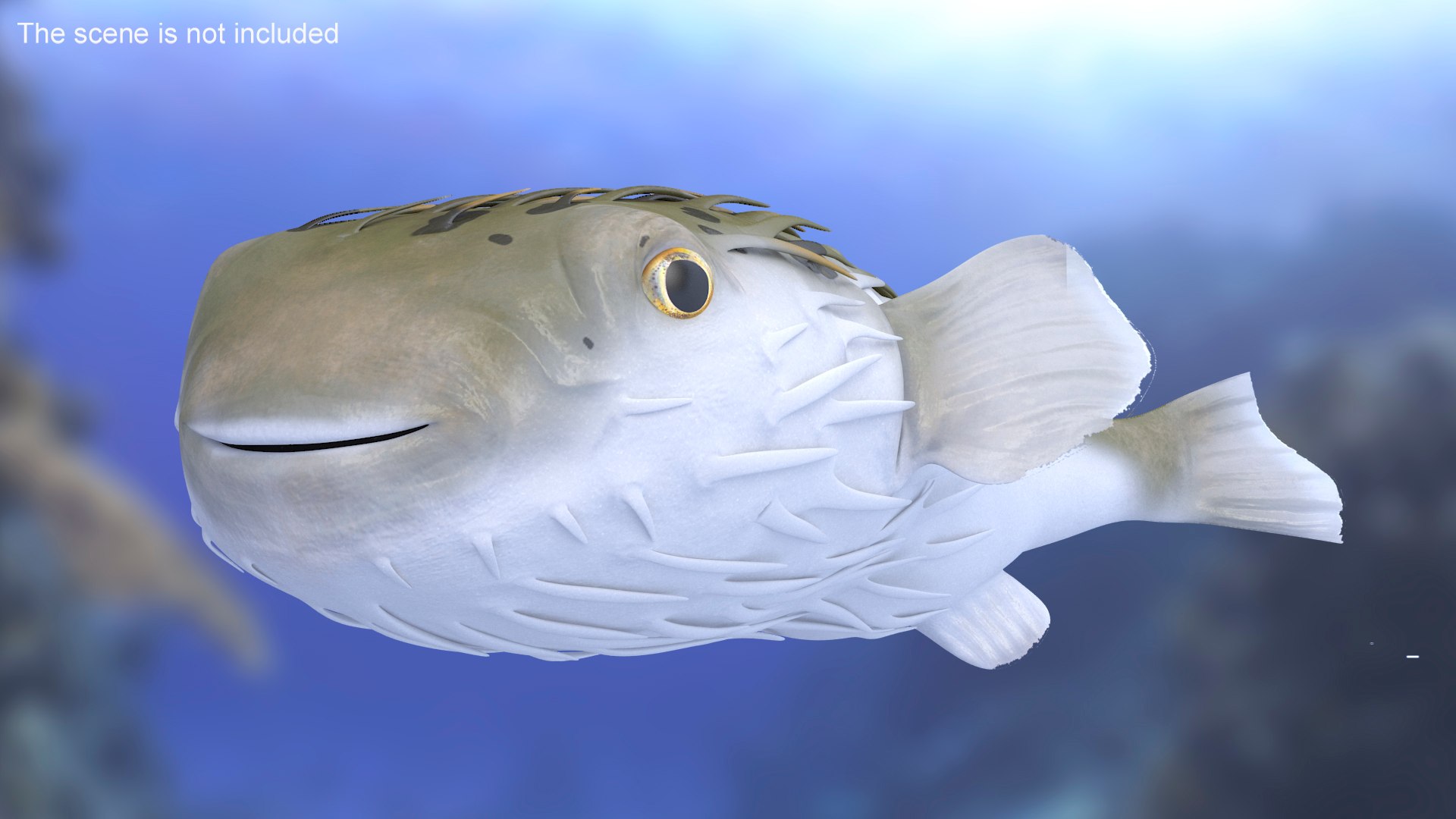 3D Puffer Fish Rigged For Maya Model - TurboSquid 2191748
