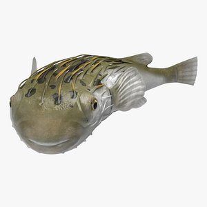Puffer Fish 3D Models for Download | TurboSquid