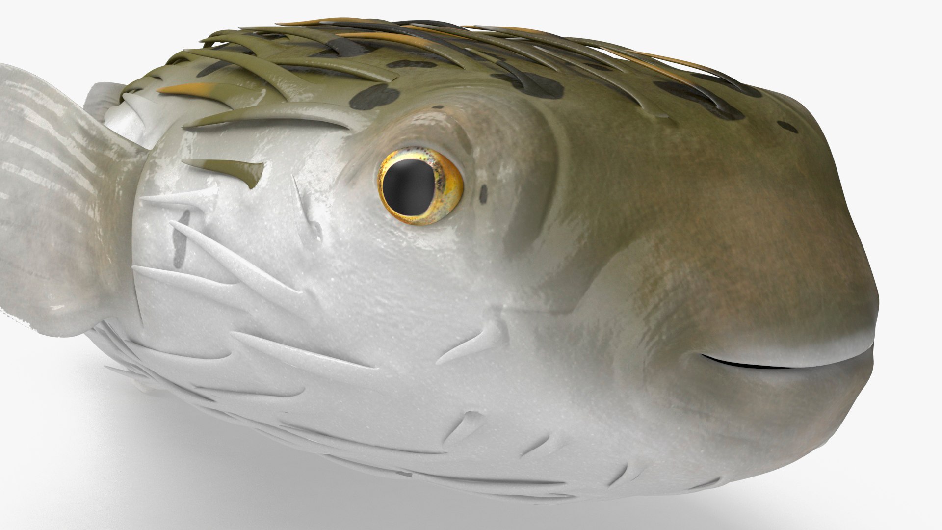 3D Puffer Fish Rigged For Maya Model - TurboSquid 2191748