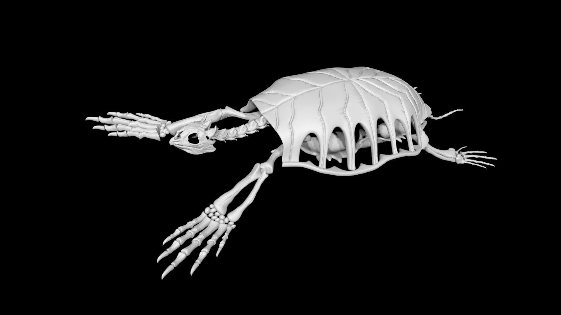 3D Turtle Skeleton - TurboSquid 1886938