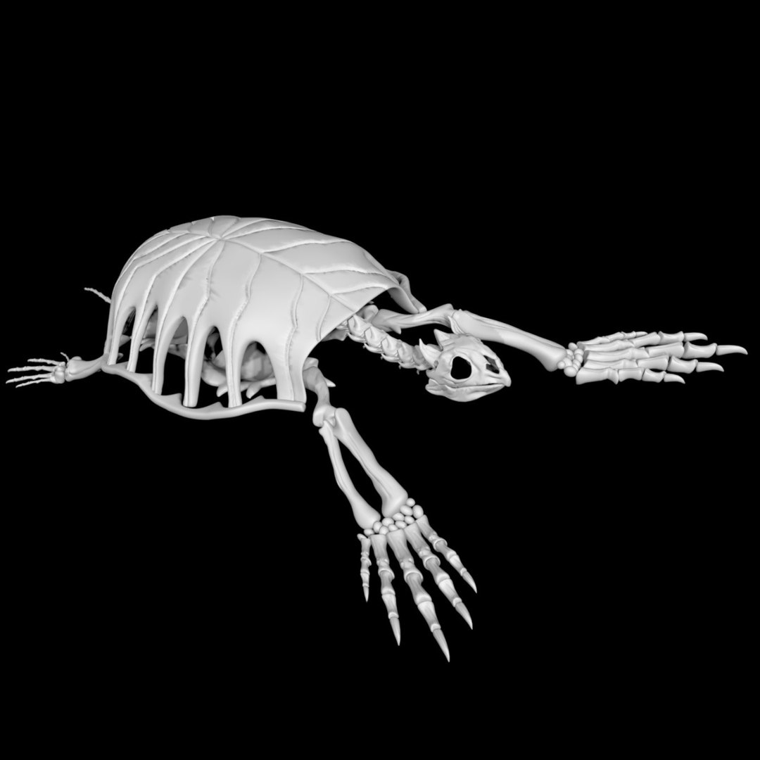 3D Turtle Skeleton - TurboSquid 1886938