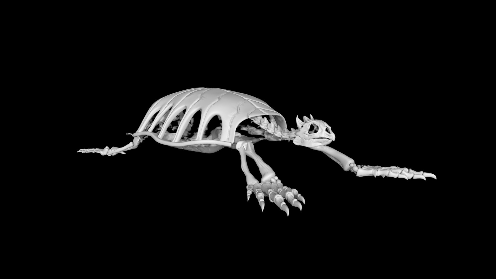 3D Turtle Skeleton - TurboSquid 1886938