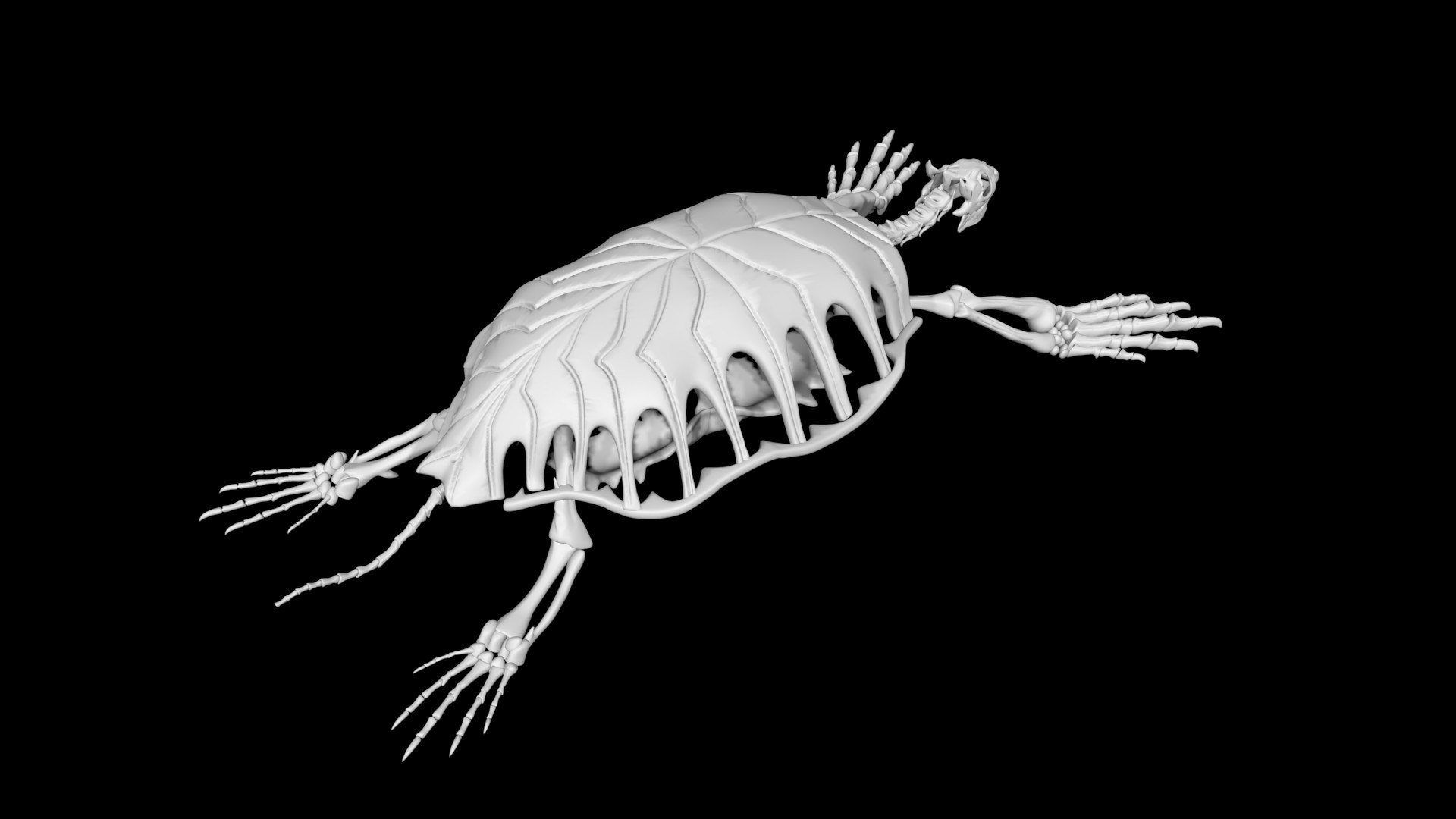 3D Turtle Skeleton - TurboSquid 1886938