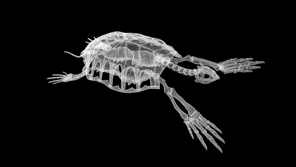 3D Turtle skeleton - TurboSquid 1886938