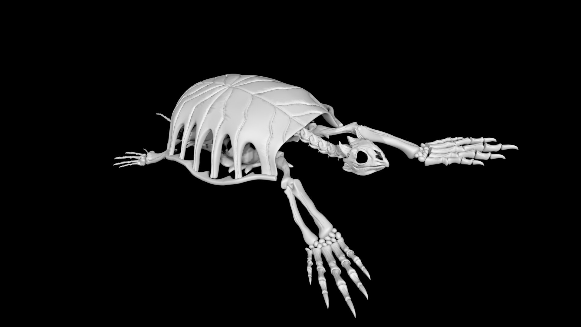 3D Turtle Skeleton - TurboSquid 1886938