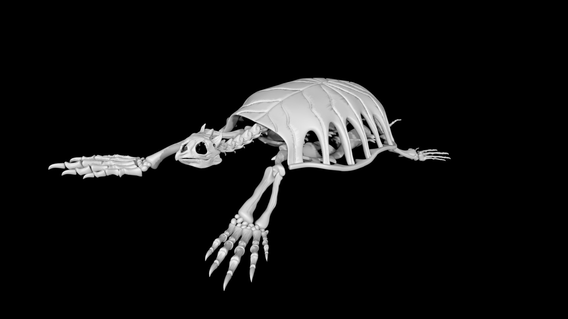 3D Turtle Skeleton - TurboSquid 1886938