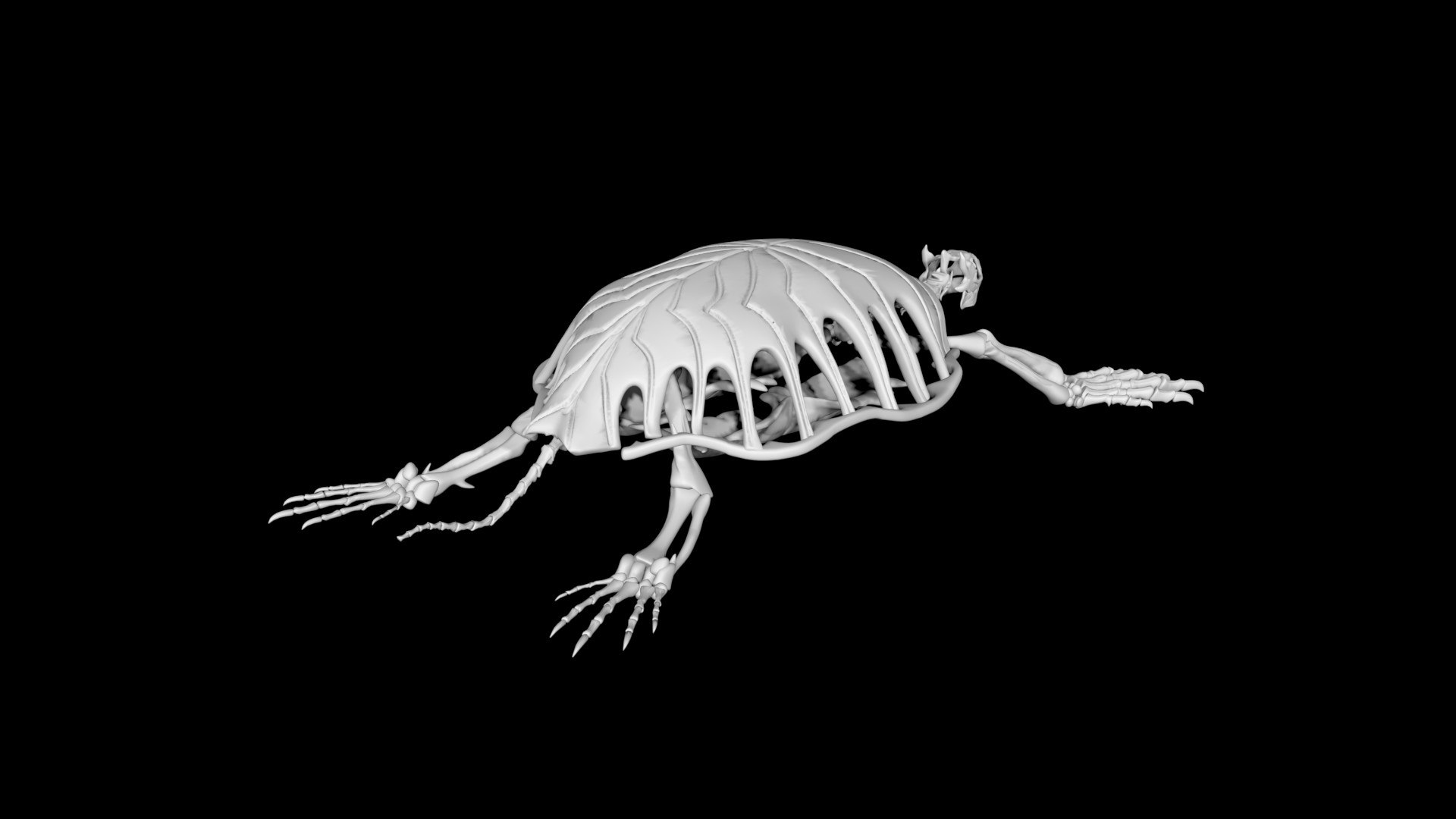 3D Turtle Skeleton - TurboSquid 1886938