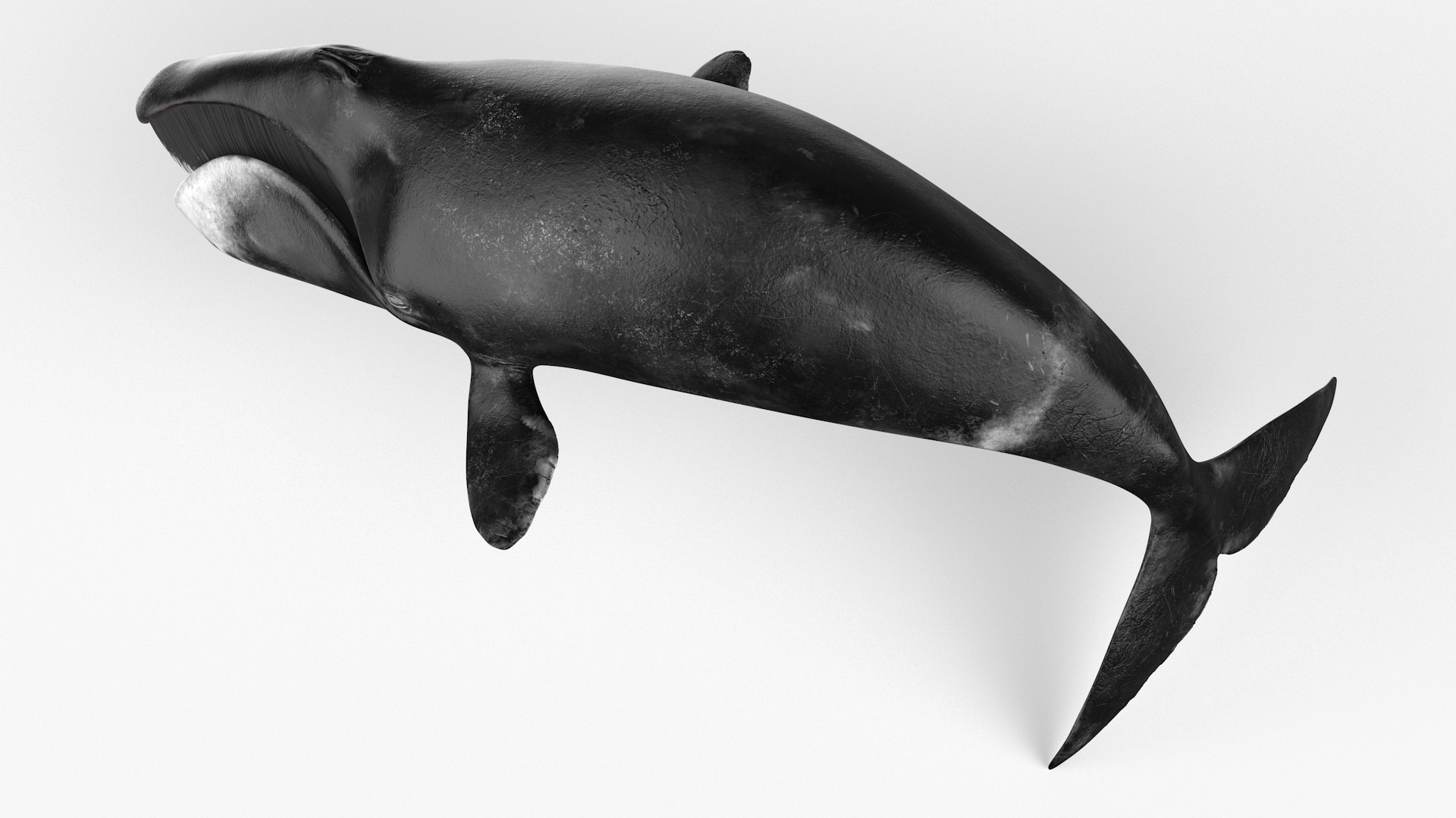 3D Sea Mammal Bowhead Whale Rest Pose Fur Model - TurboSquid 2114714